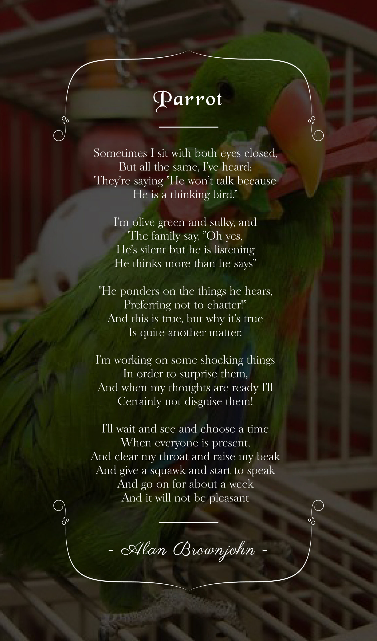 Parrot | Happy 22nd My Love